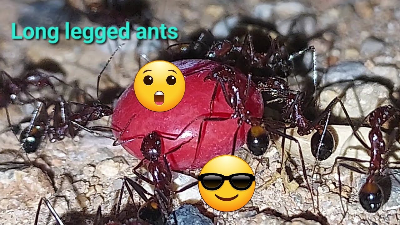Feeding long legged ants with skittle - YouTube