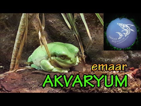 Emaar Akvaryum & Yeraltı Hayvanat Bahçesi