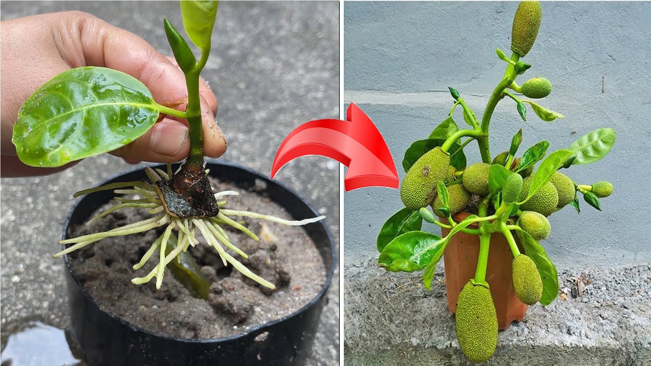 2 Super effective jackfruit propagation methods, extremely fast growth ...