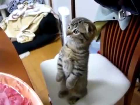 Sen nasıl bir şeysin öyle