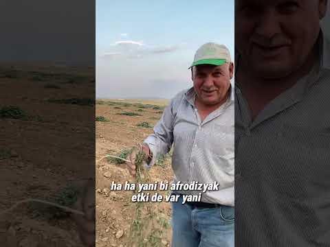 Susuz karpuz yetişir mi ? Demir bıtırak nedir ? Ata tohumu nedir? Sarı karpuz olurmu ?