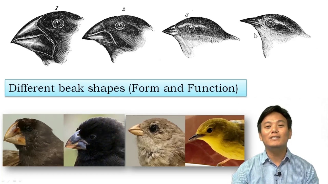 Class 12 Biology Chapter 7 Evolution Part 3 - Adaptive Radiation - YouTube