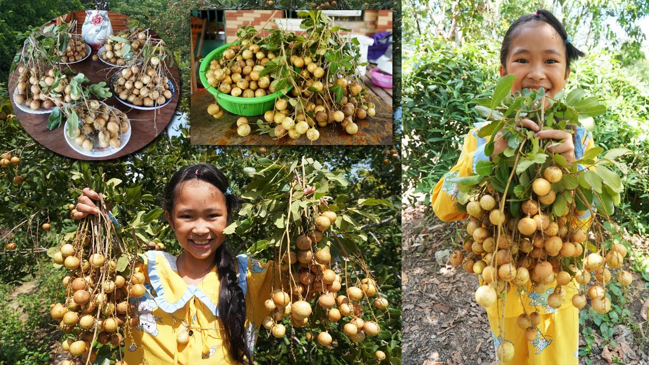Sweet, Yummy! Fresh cutting Longan in Farm / Eat Fresh Longan / August ...