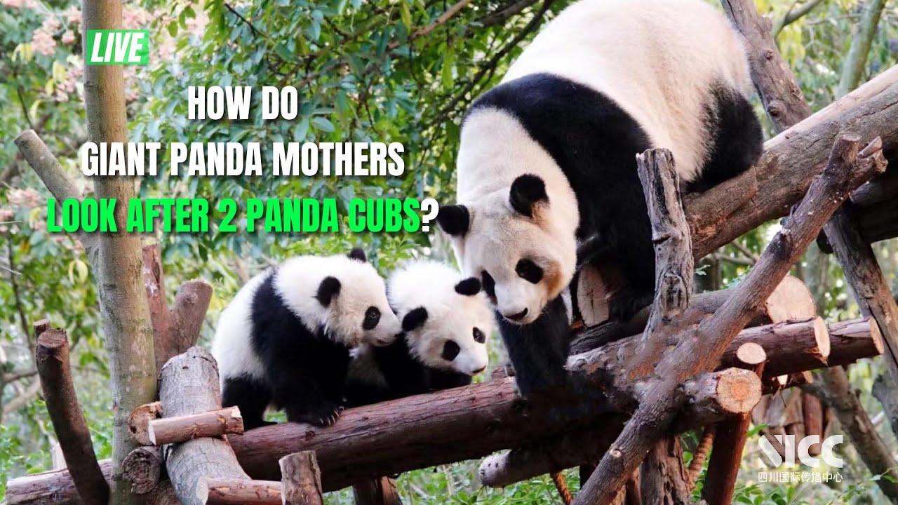 LIVE: How do giant panda mothers look after 2 panda cubs? |熊猫的“二胎家庭”如何带 ...