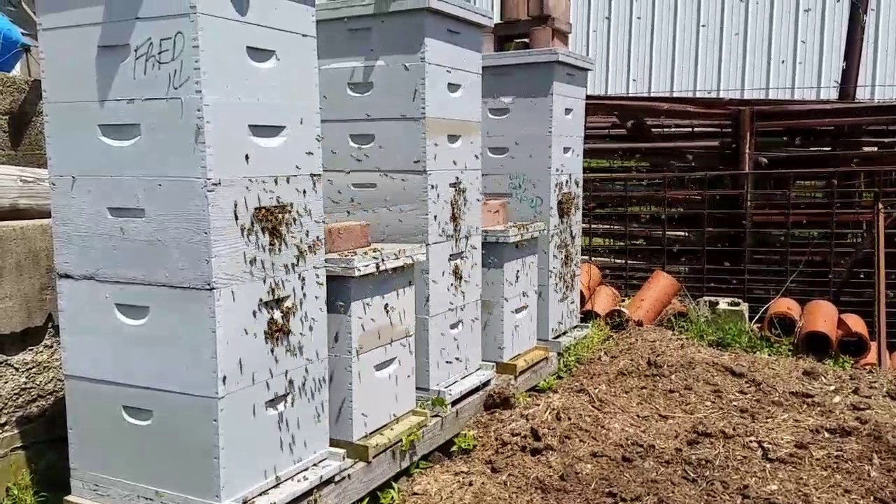 Mite Bombs are NOT Real - 2017-05-08 - YouTube