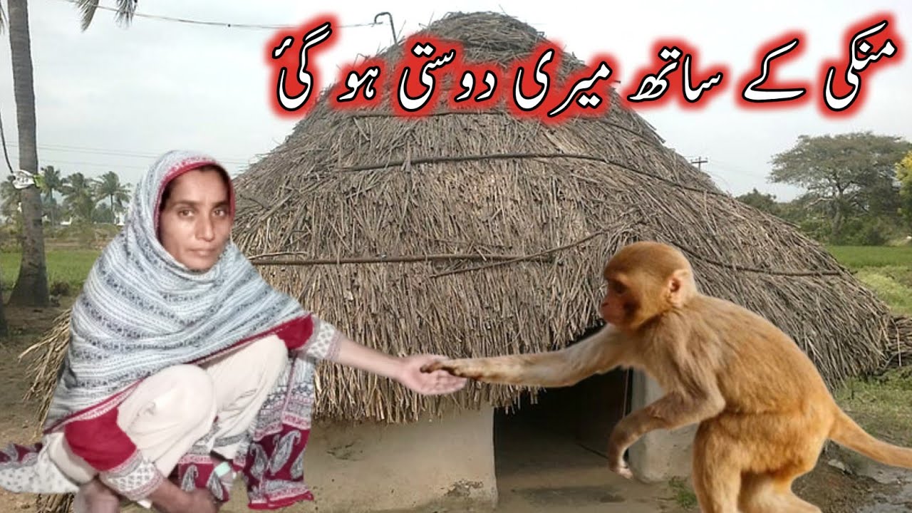 Monkey ke sath meri dosti ho gai 🤩 || منکی کے ساتھ میری دوستی ہو گئ ...