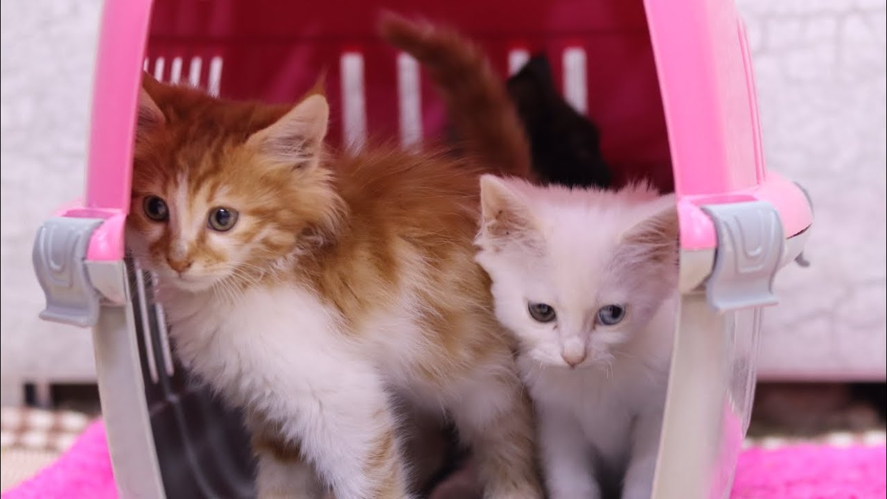 Cute little kittens/ playing with their siblings - YouTube