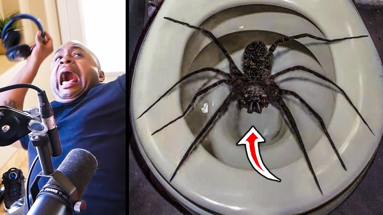 try not to get scared challenge HUGE BUG EDITION!!! Part 3 - YouTube