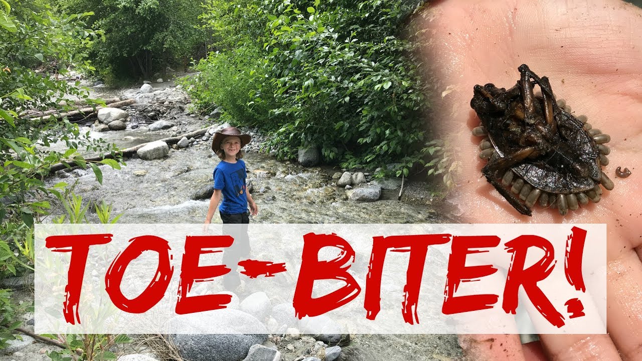 Adventure Time | Lizards, Frogs, and Toe-Biters! - YouTube