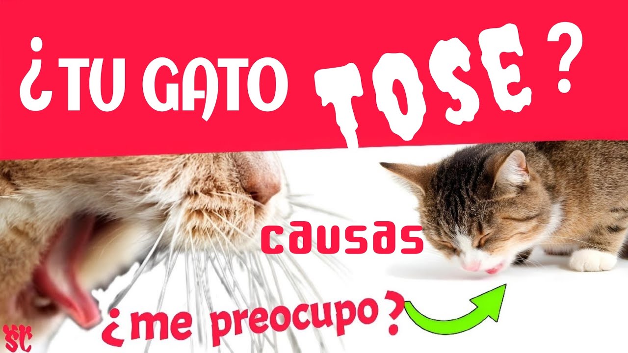 ¿POR QUÉ TOSEN LOS GATOS? Causas, cuando PROCUPATE y Tips para Aliviar ...