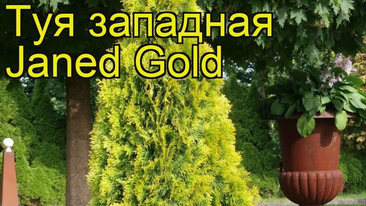 Туя западная Джанед Голд. Краткий обзор, описание thuja occidentalis ...