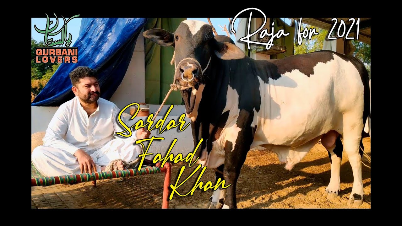 Raja for 2021 | Mega cattle and livestock co | Breeding farm | Cattle ...