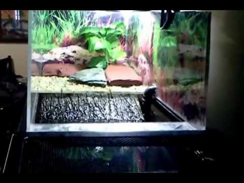 Turtles - Above Tank Basking Area - 55 Gallon Tank - YouTube