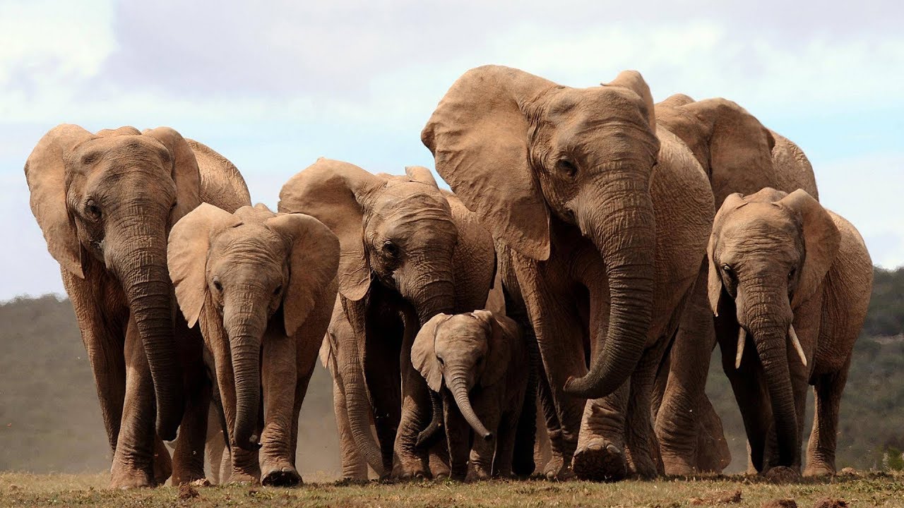 Elefanter - Natur og teknologi på hovedet - NTPH - YouTube