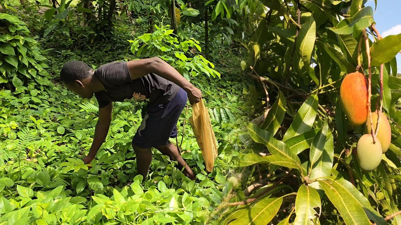 Mango bush w ‎@Colazsmithtv | big Mango tree | climer made it look easy ...