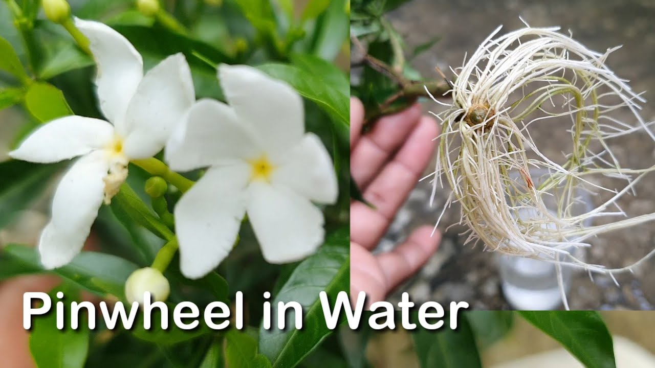 Easiest way to grow Pinwheel from cutting in water | Propagation of ...
