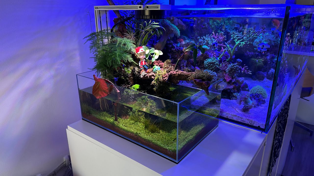 UNS 45S - Planted Tank Aquarium Low Tech Part 4 - Adding Cherry Shrimp ...