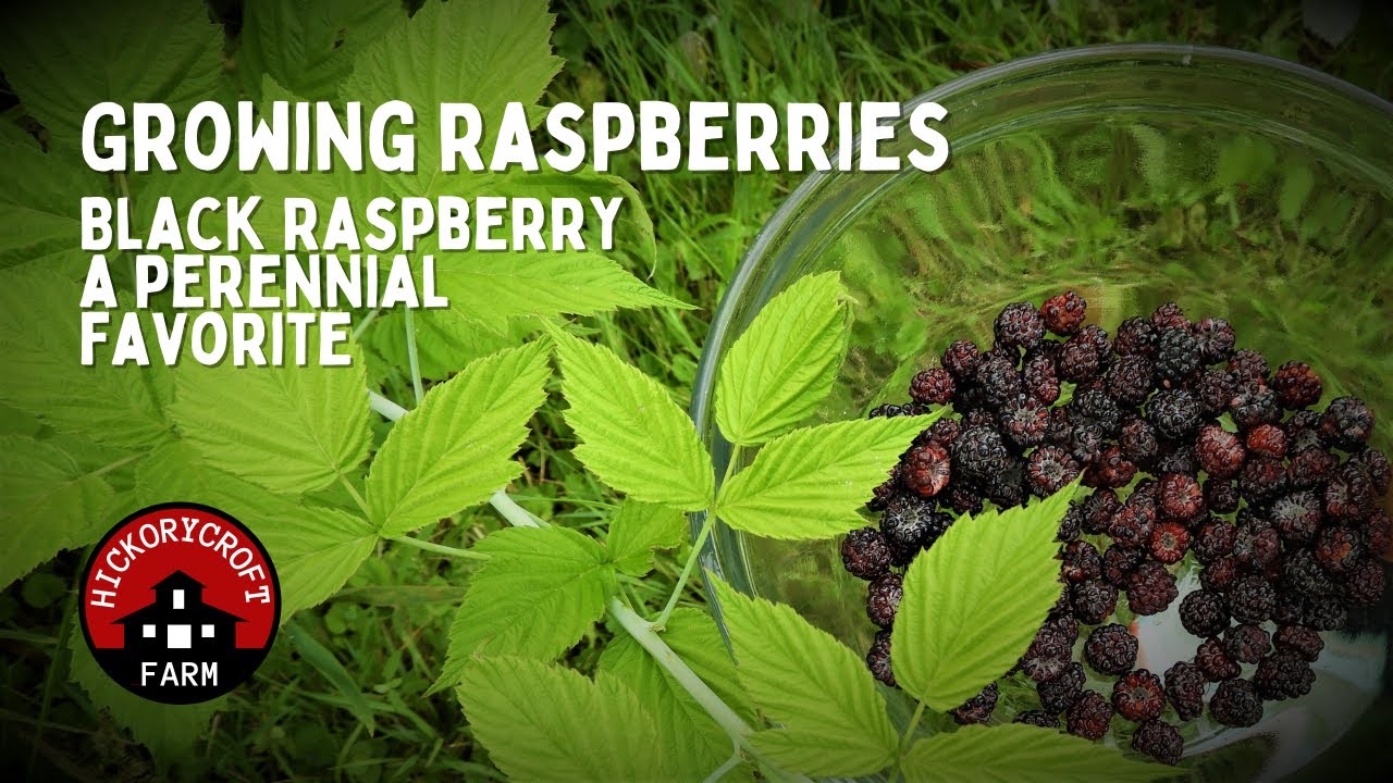 Black Raspberries Tree