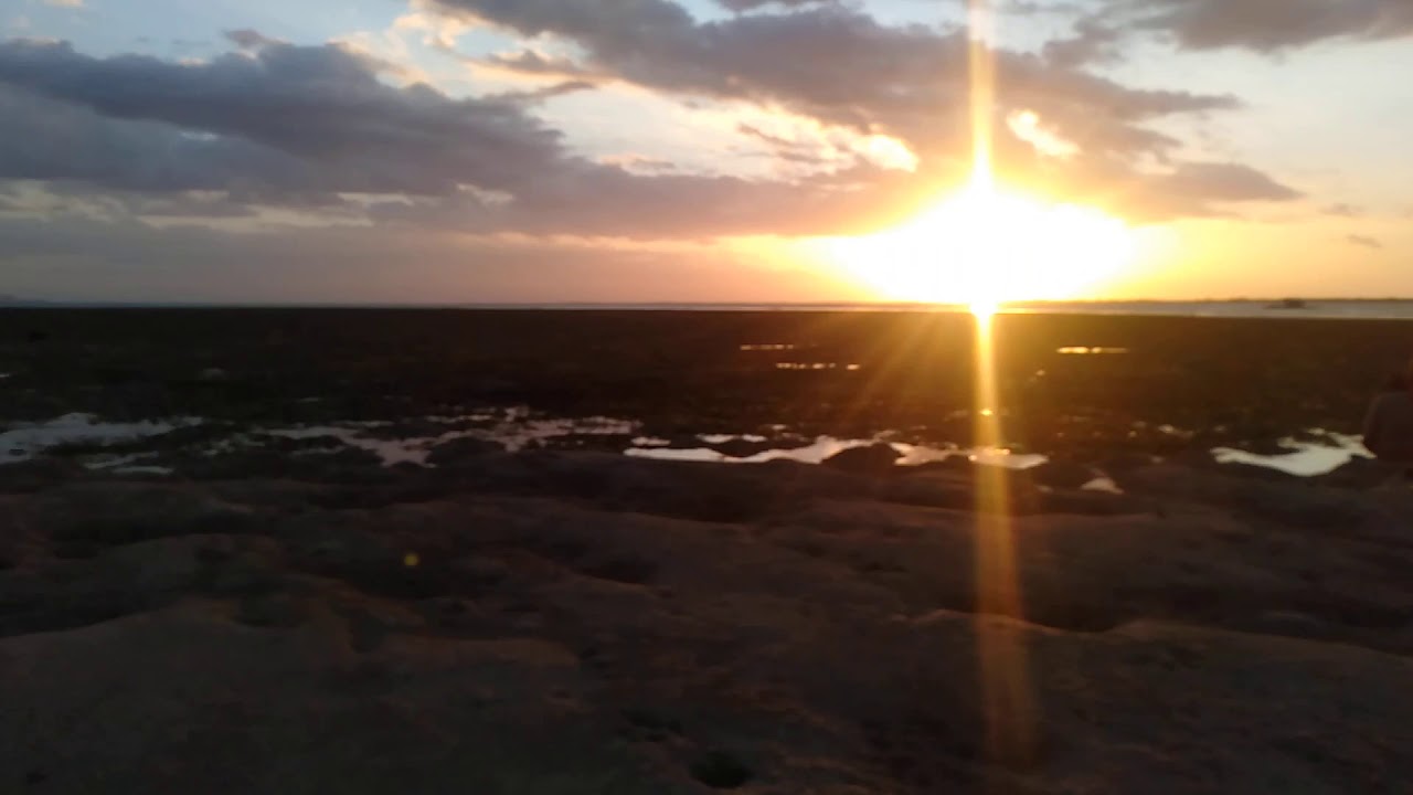 Ibu" labuhan burung mencari siput di gusung. - YouTube