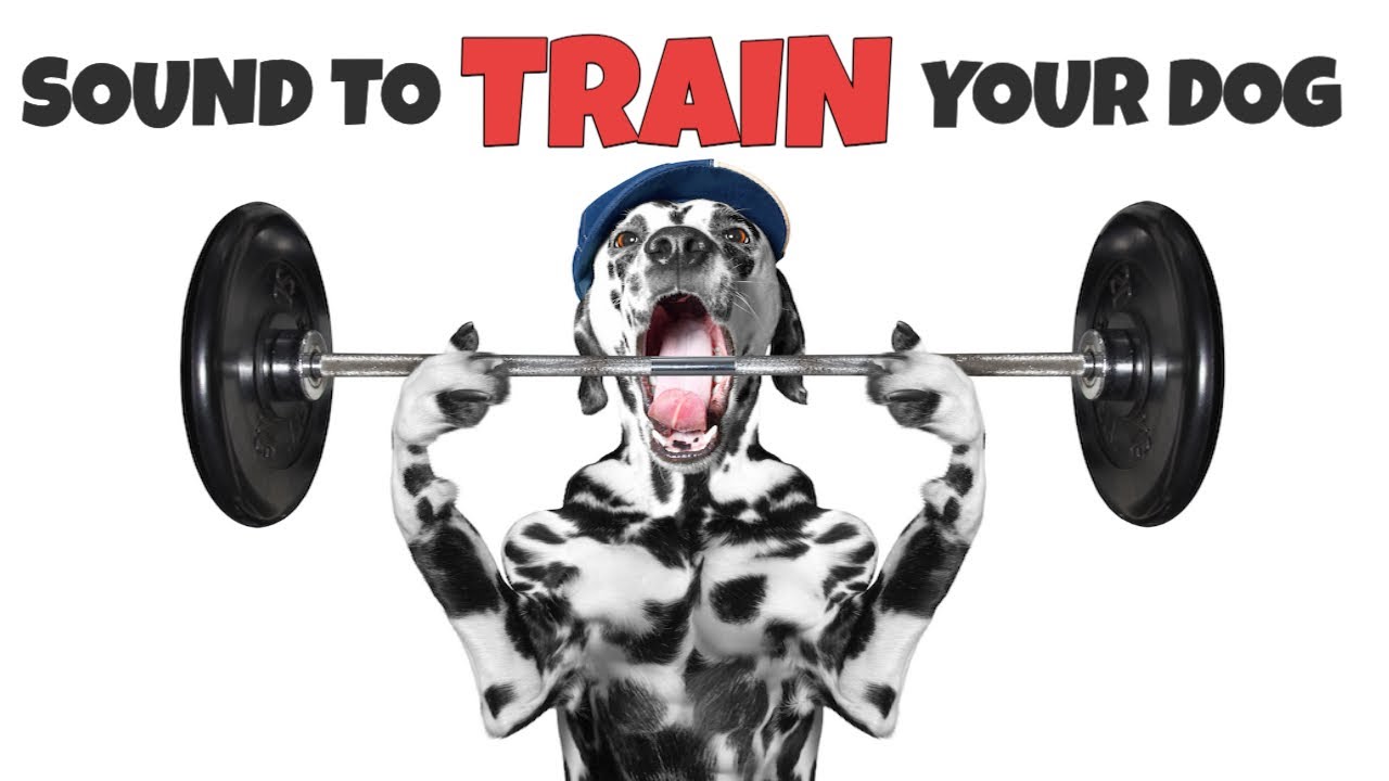 Sound Techniques to Help Train Your Dog - Using Loud Noises to Prevent ...