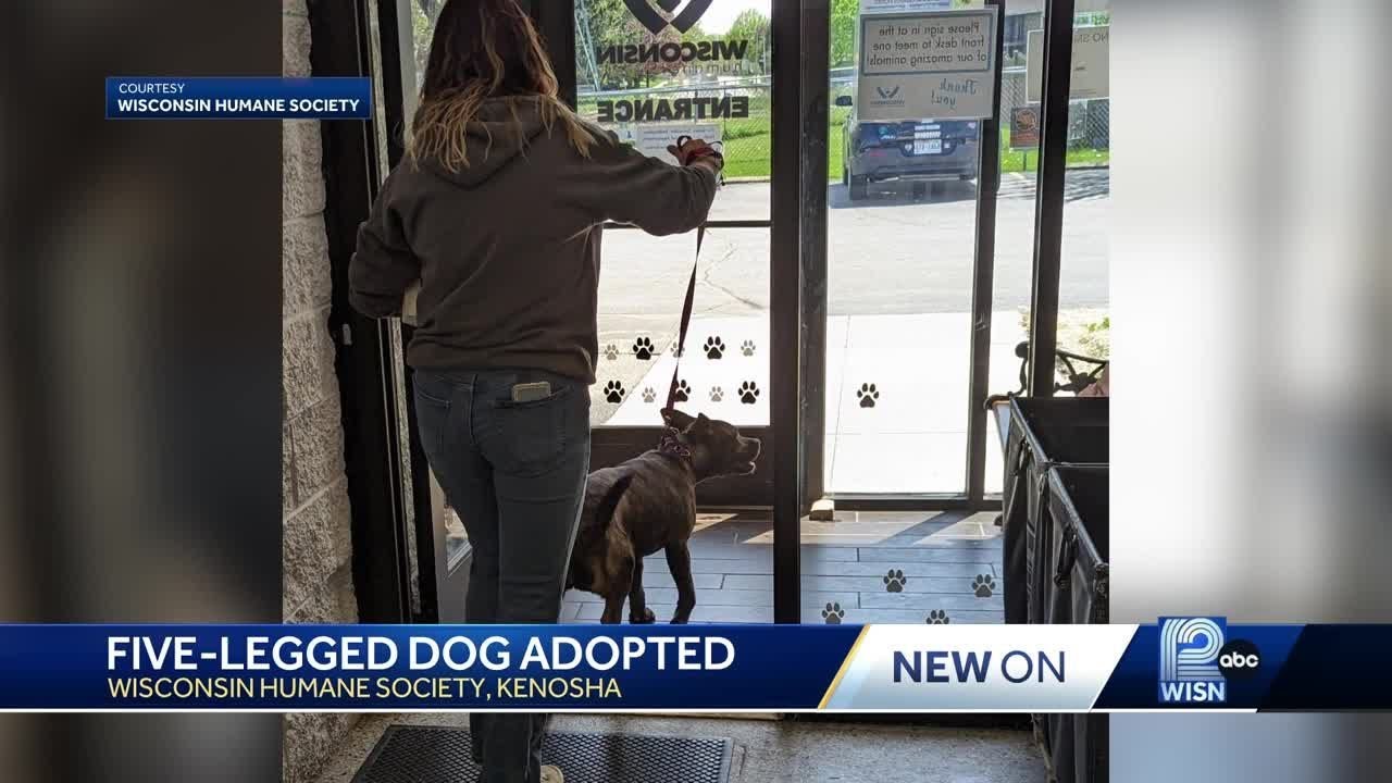 5-legged pup gets adopted from Wisconsin Humane Society - YouTube