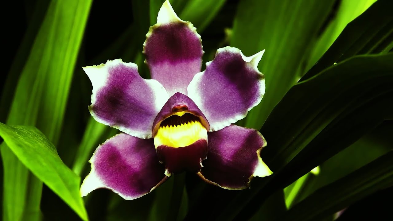 La mejor Bollea coelestis del mundo: 94/100 puntos FCC - American ...