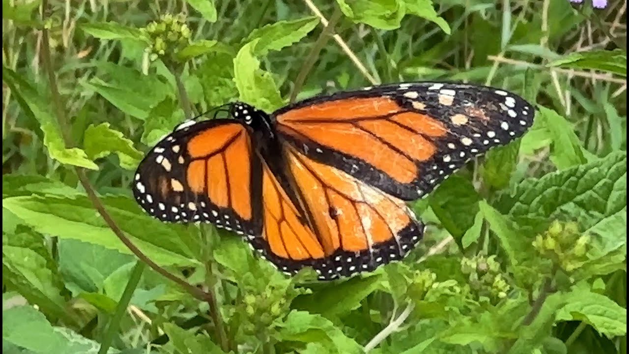 Monarch Butterfly Aging - YouTube