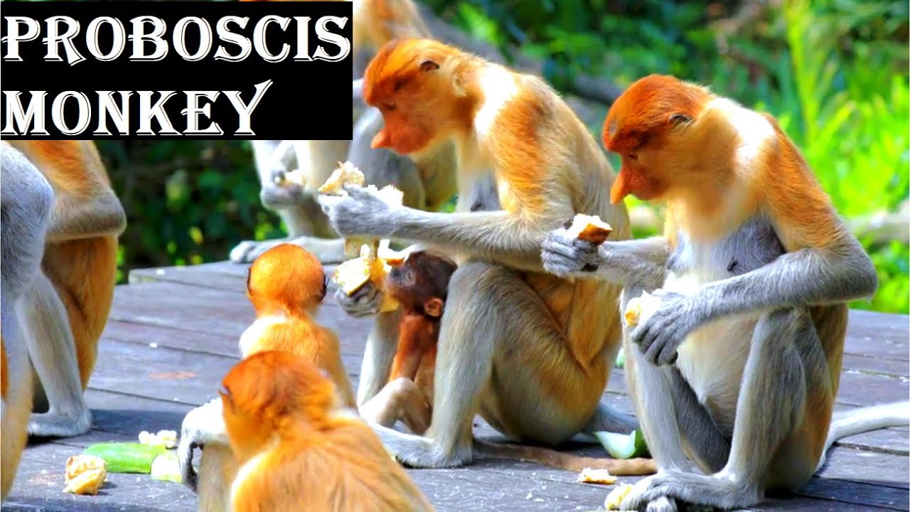 Proboscis Monkey | Animal histrology - YouTube