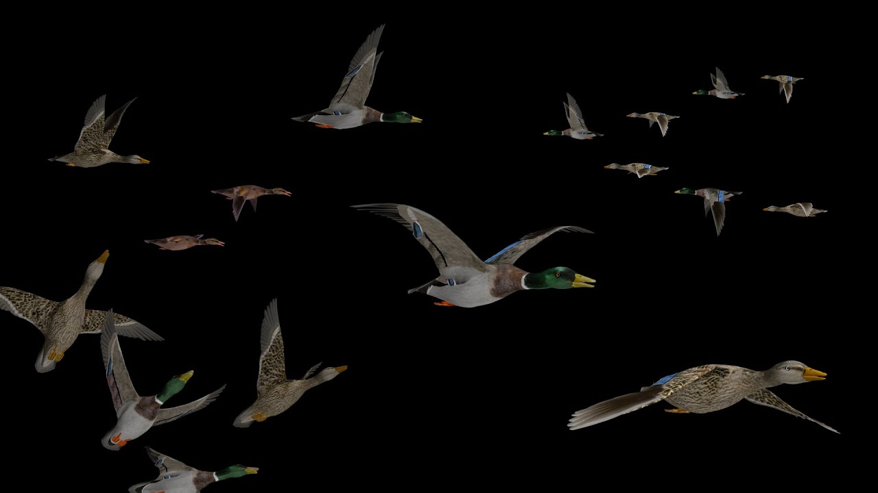 Wild Mallard Ducks - Flying Loops and Transitions - YouTube