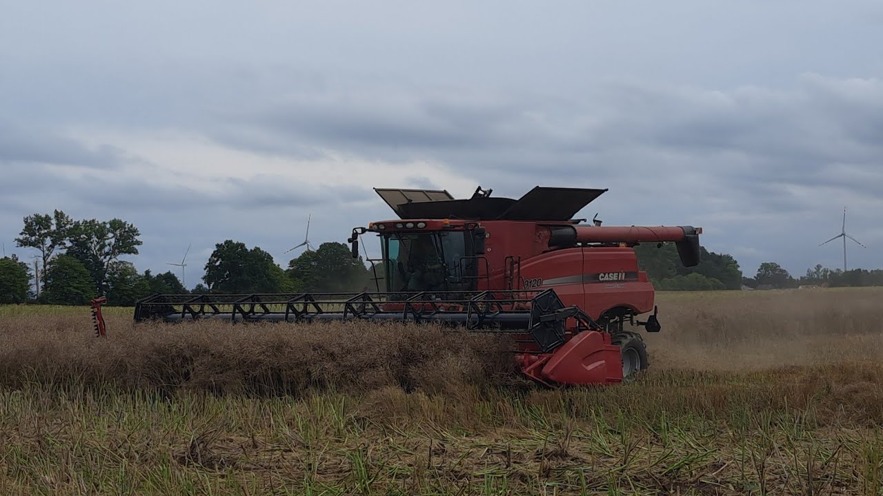Żniwa rzepak 2023 2x Case IH 9120 axial-flow Case IH Pro 7250 (cz.2 ...