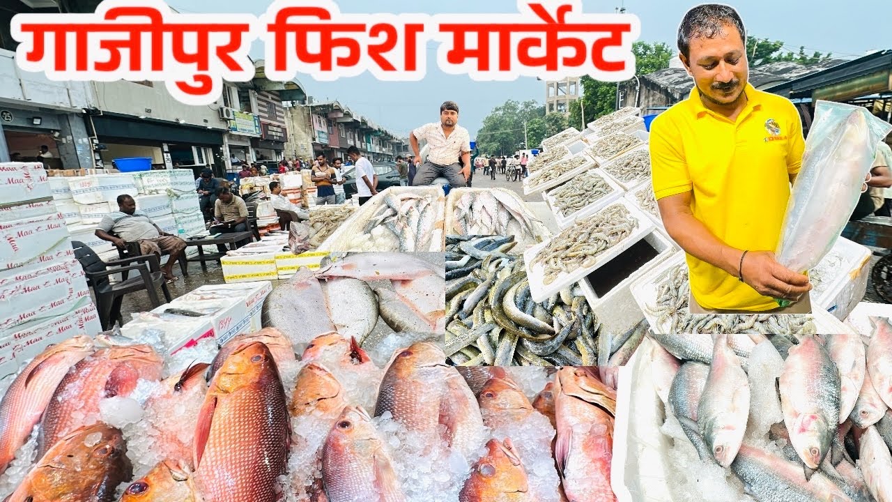 Wholesale Fish Market In Delhi| Ghazipur Fish Market |गाजीपुर मछली मंडी ...
