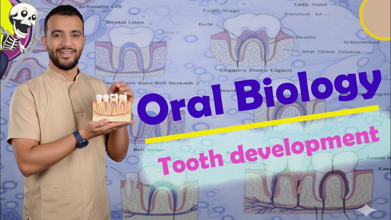 Oral Biology l Lec 1 Tooth development 🦷🦷♨️ - YouTube