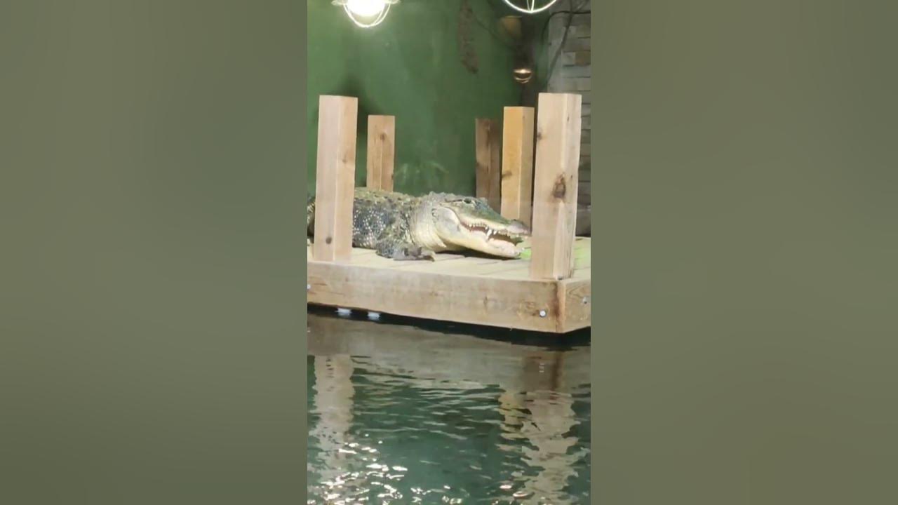 Jaw dropping, american alligator stretch leg and open mouth on the deck ...
