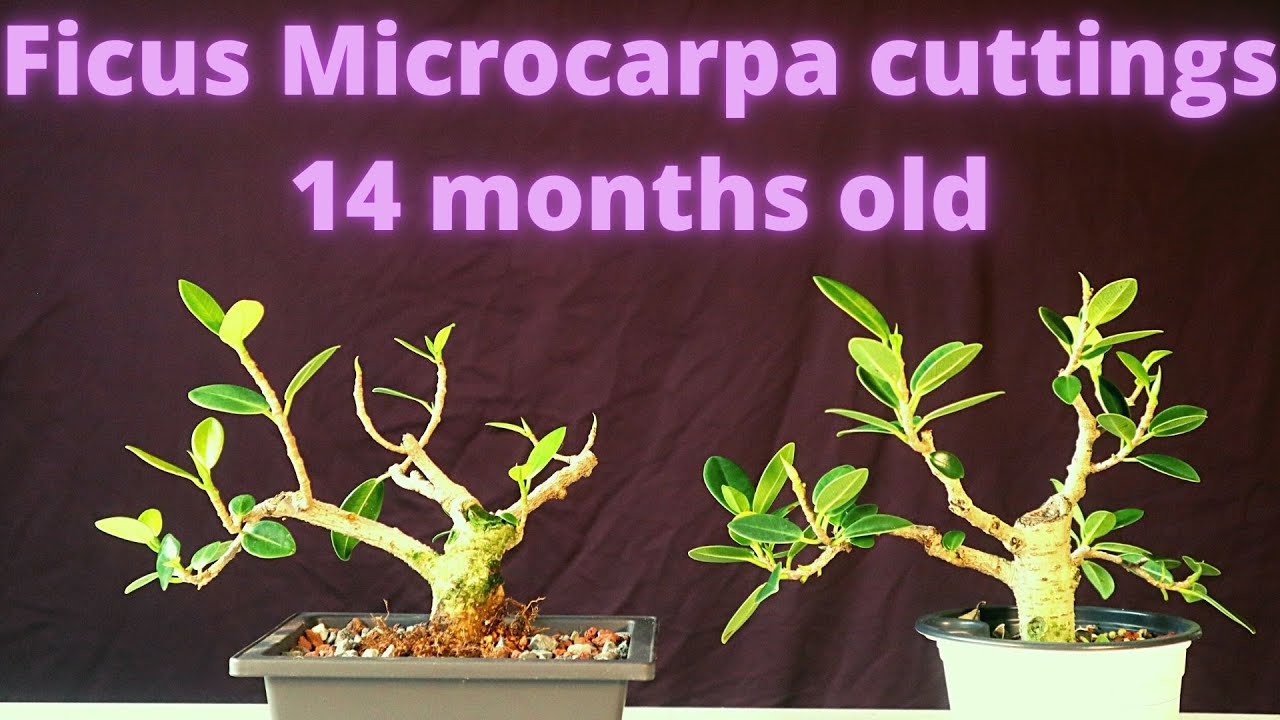 Ficus Microcarpa cuttings. 14 months old time for a prune. Green Island ...