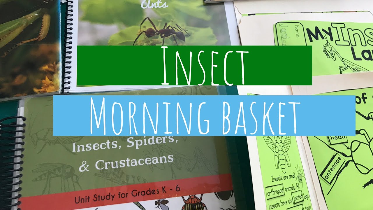 Insect Morning Basket Ideas | Spring Morning Basket for Homeschool ...