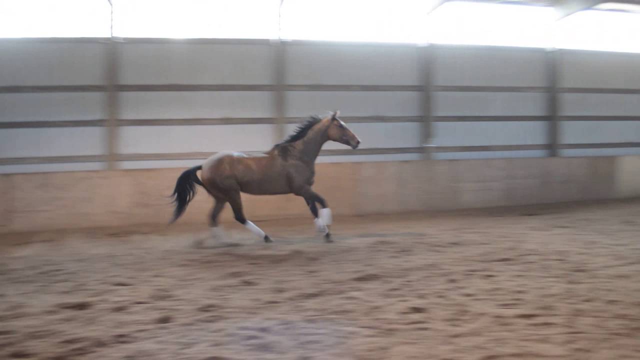 SOLD -Aceratinreality- 16.3 hand, 4 y.o. OTTB Gelding for Sale - YouTube
