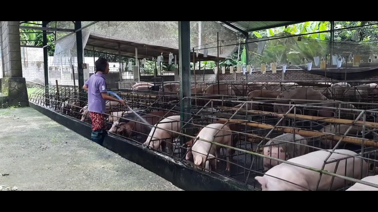 peternakan babi di bali. kegiatan rutin di kandang Ria's Farm Bali ...