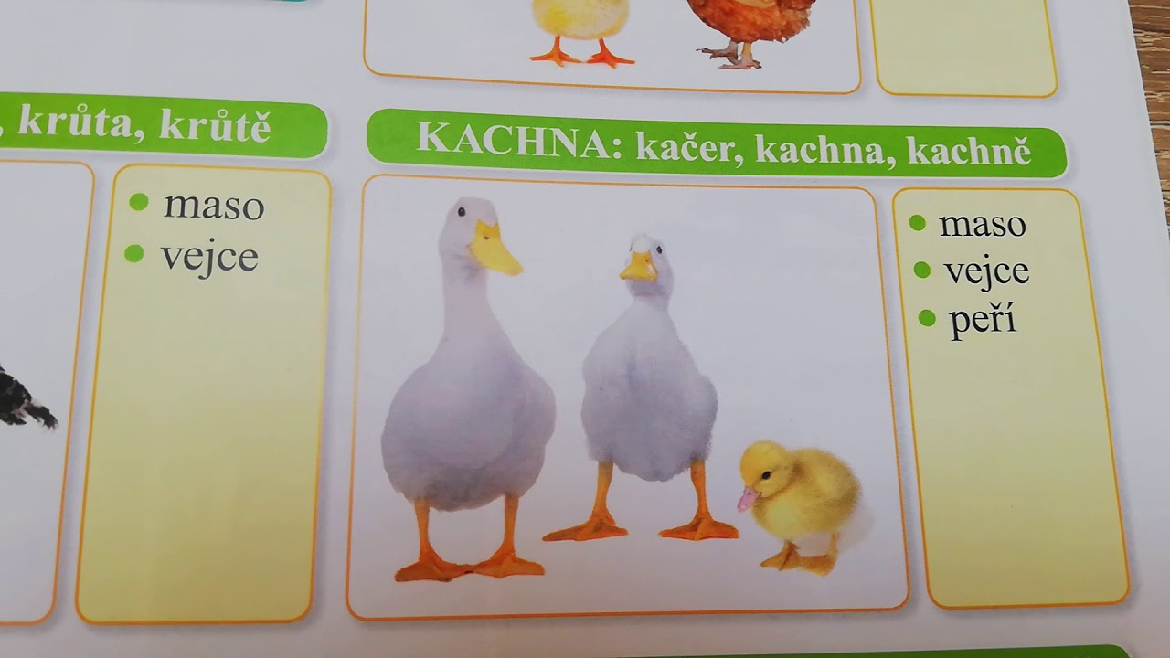 Drůbež - samec, samice, mládě - YouTube