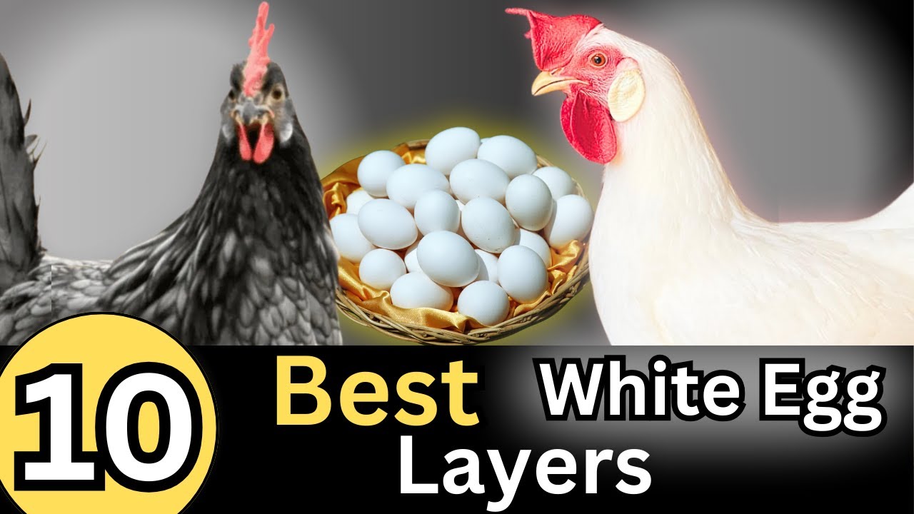 10 White Egg Layers That Are Perfect For Beginners - YouTube