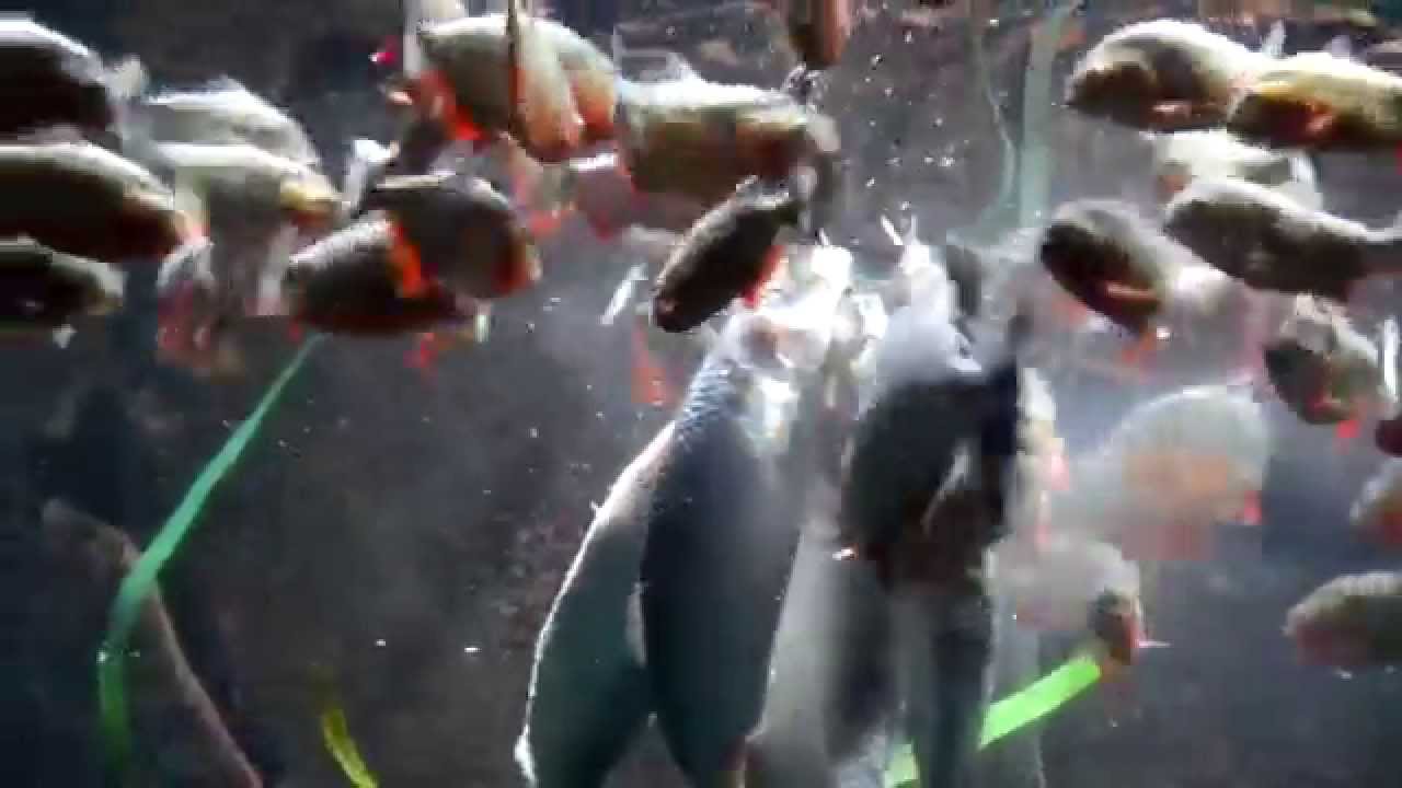 Пираньи атакуют! Piranhas Attack! - YouTube