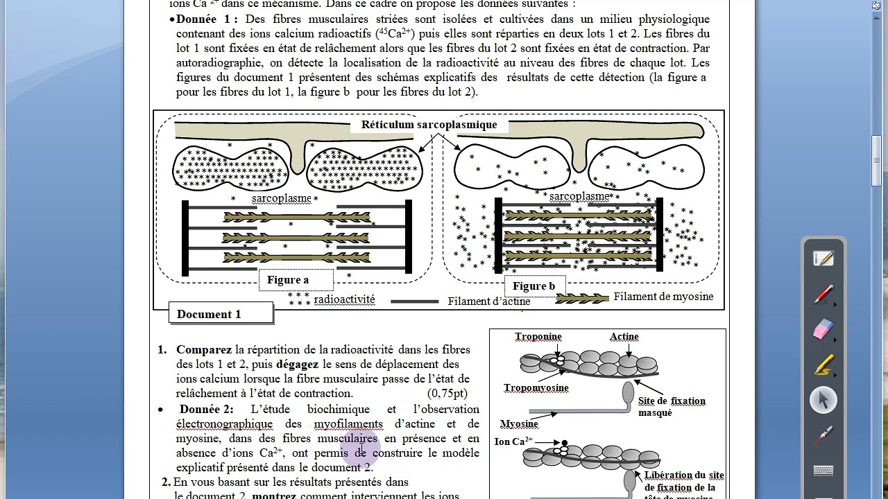 SVT:exercicesur les mecanismes de la contraction musculaire-pour les ...