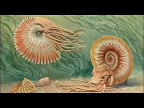 L'extinction des ammonites - YouTube