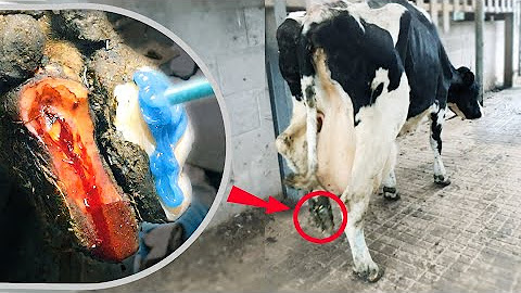 Cow 812 - All videos in order ¦ The Hoof GP - YouTube