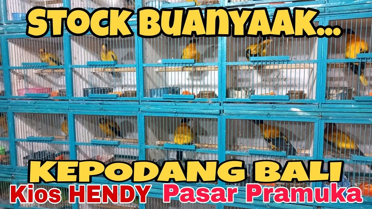 Stok Buanyaaak, Kepodang Bali.di Kios Hendy, Pasar Burung Pramuka ...