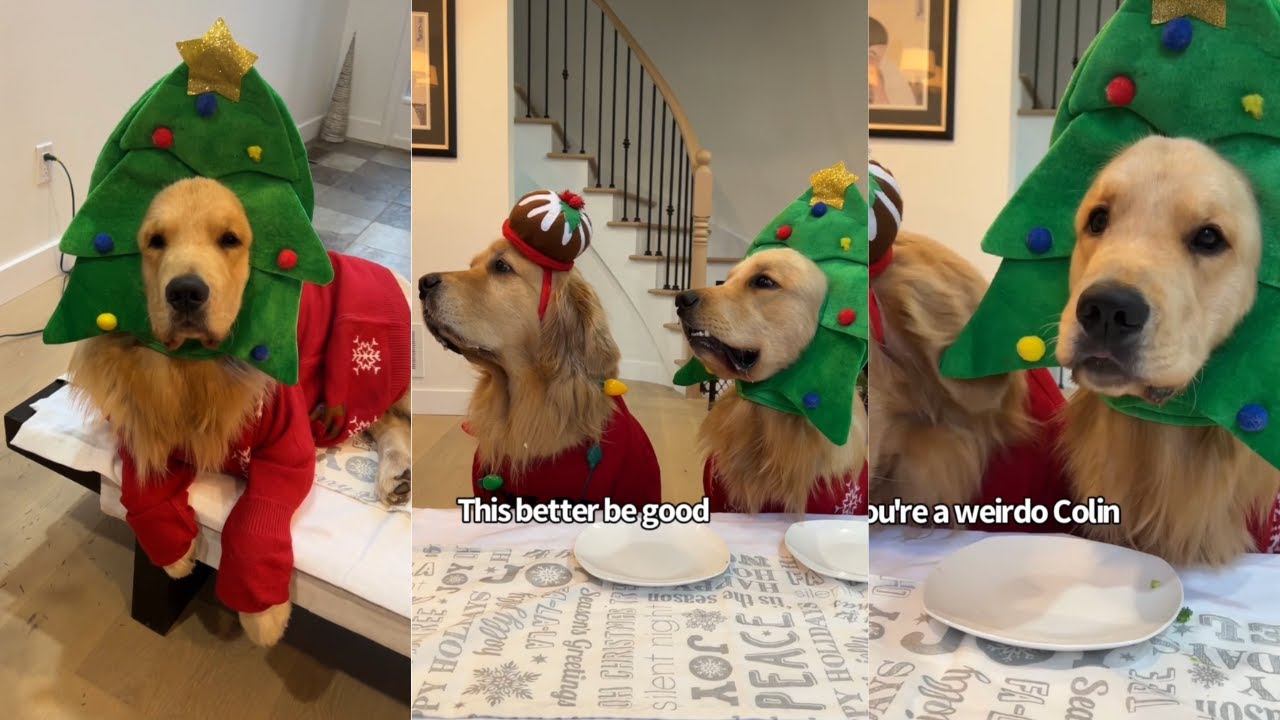 Sterling And Colin Review Christmas Dinner | Or So They Think 😆 - YouTube