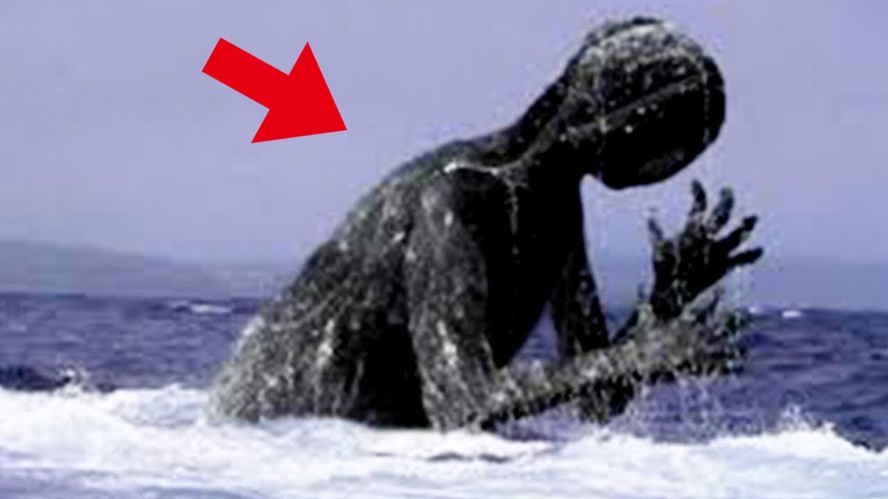 10 Creaturi Marine Mistice - YouTube