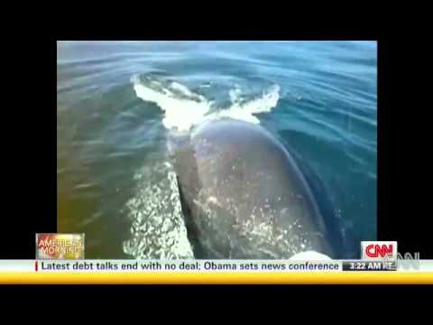 Humpback Whale Says Thank you - YouTube