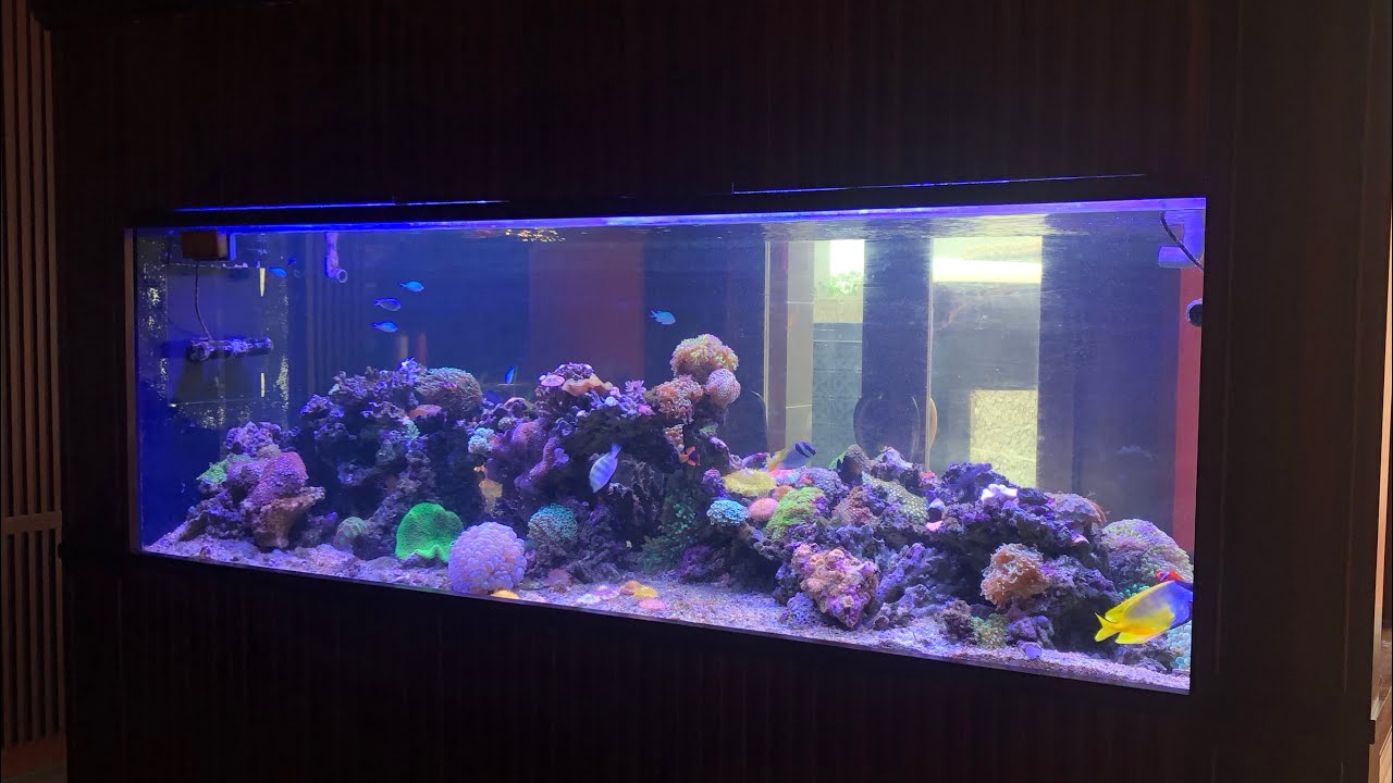 Big reef tank | the beautiful aquarium in home - YouTube