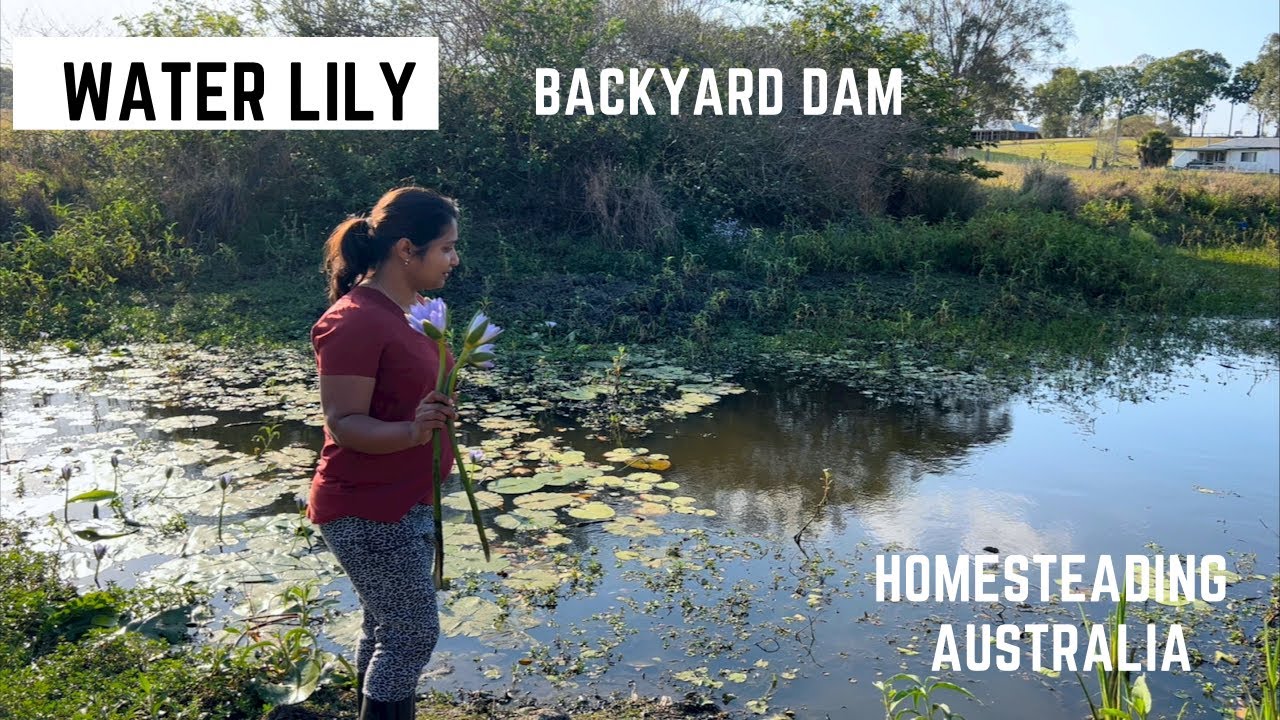 Water Lily | Backyard Dam | Malayali farm | Brisbane | Australia - YouTube