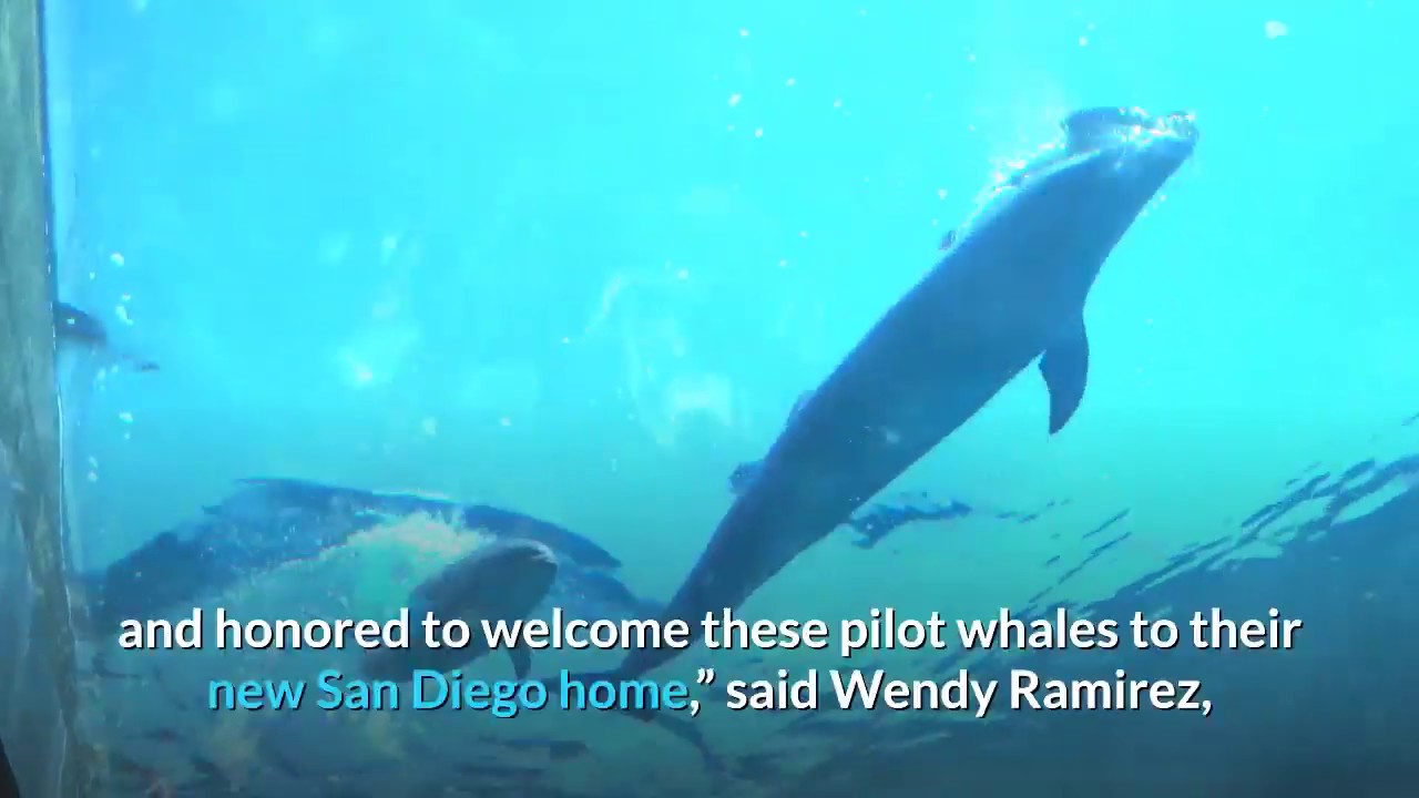 Rescued Pilot Whales Arrive At SeaWorld San Diego - YouTube